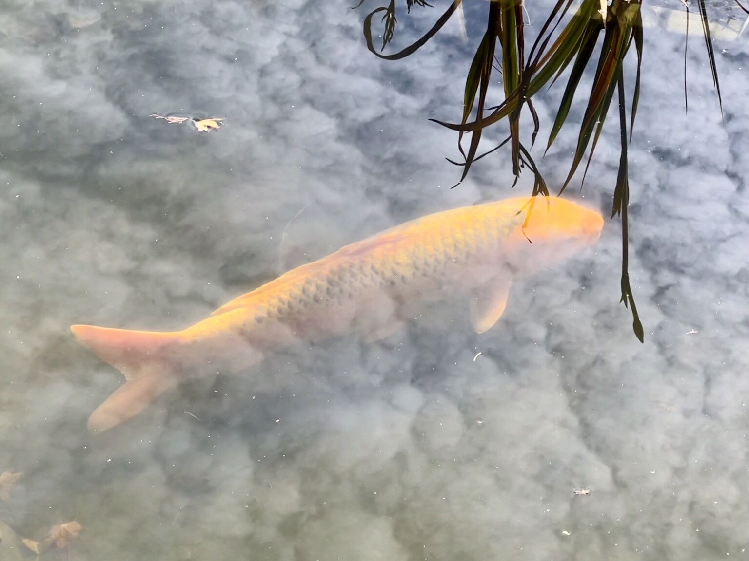 Poppy Davis (@PoppyDavis@mastodon.online) - Mastodon