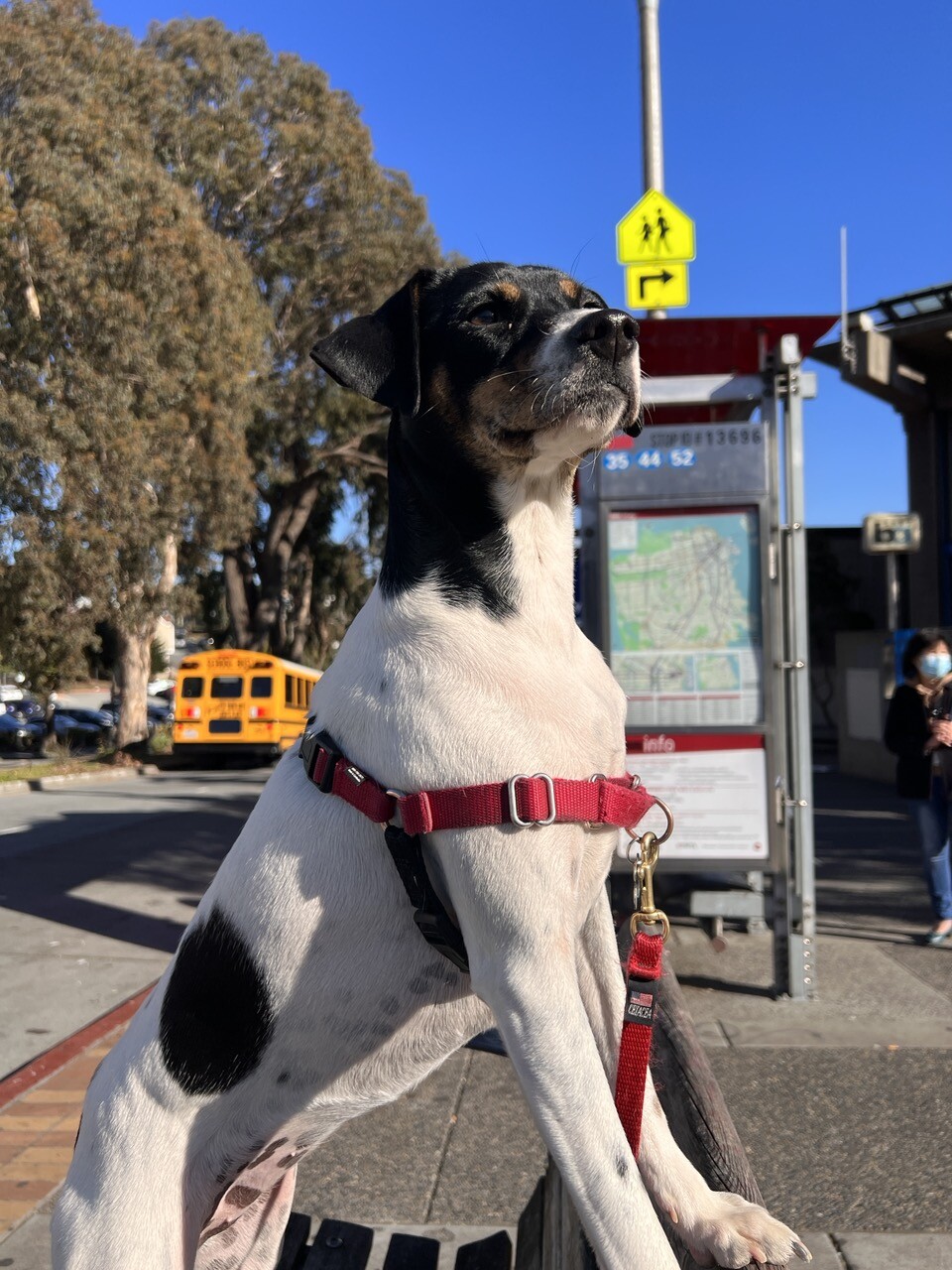 Bruce Halperin :vbike: (@BruceHalperin@sfba.social) - SFBA.social