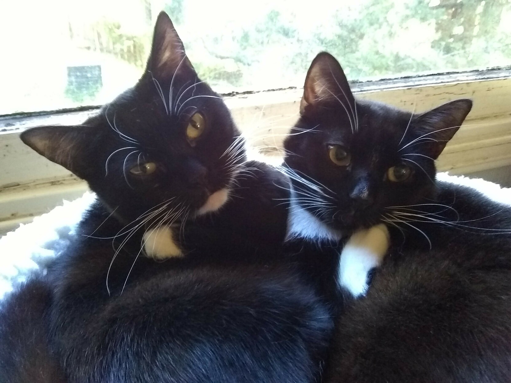 Kat S (@OnTheHearth@sfba.social) - SFBA.social