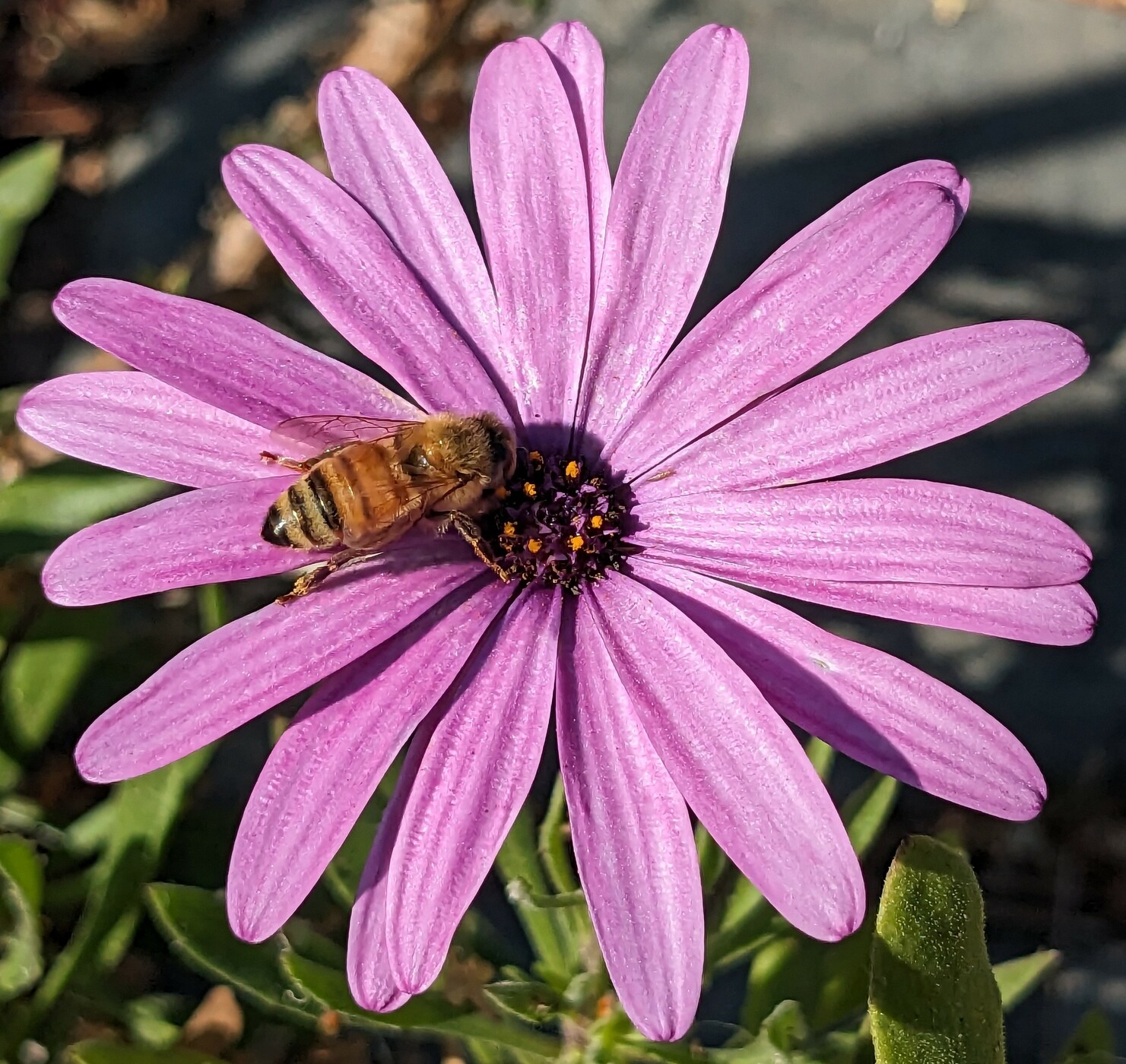 David Colburn (@colburn@sfba.social) - SFBA.social