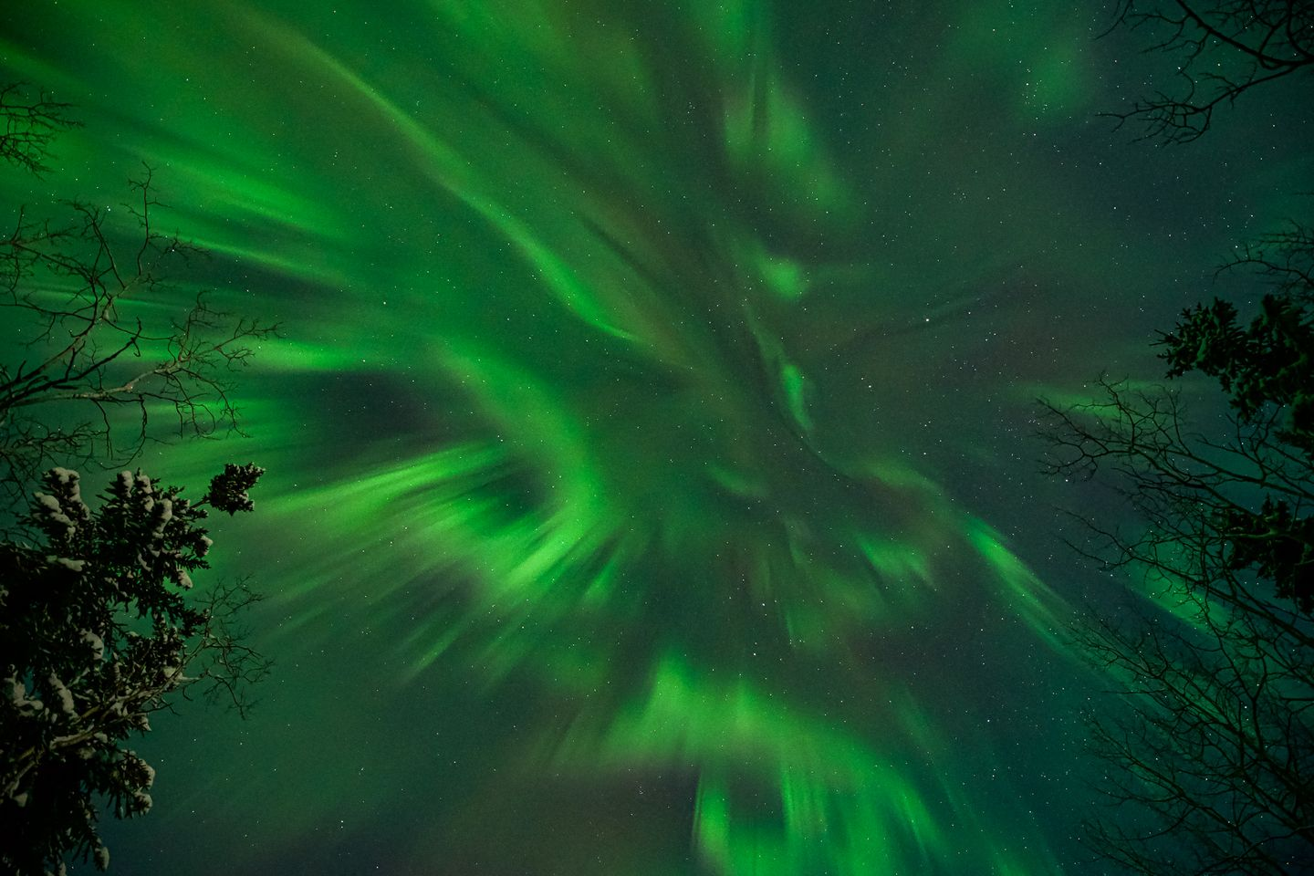 bamboo (@bamboo@sfba.social) - SFBA.social