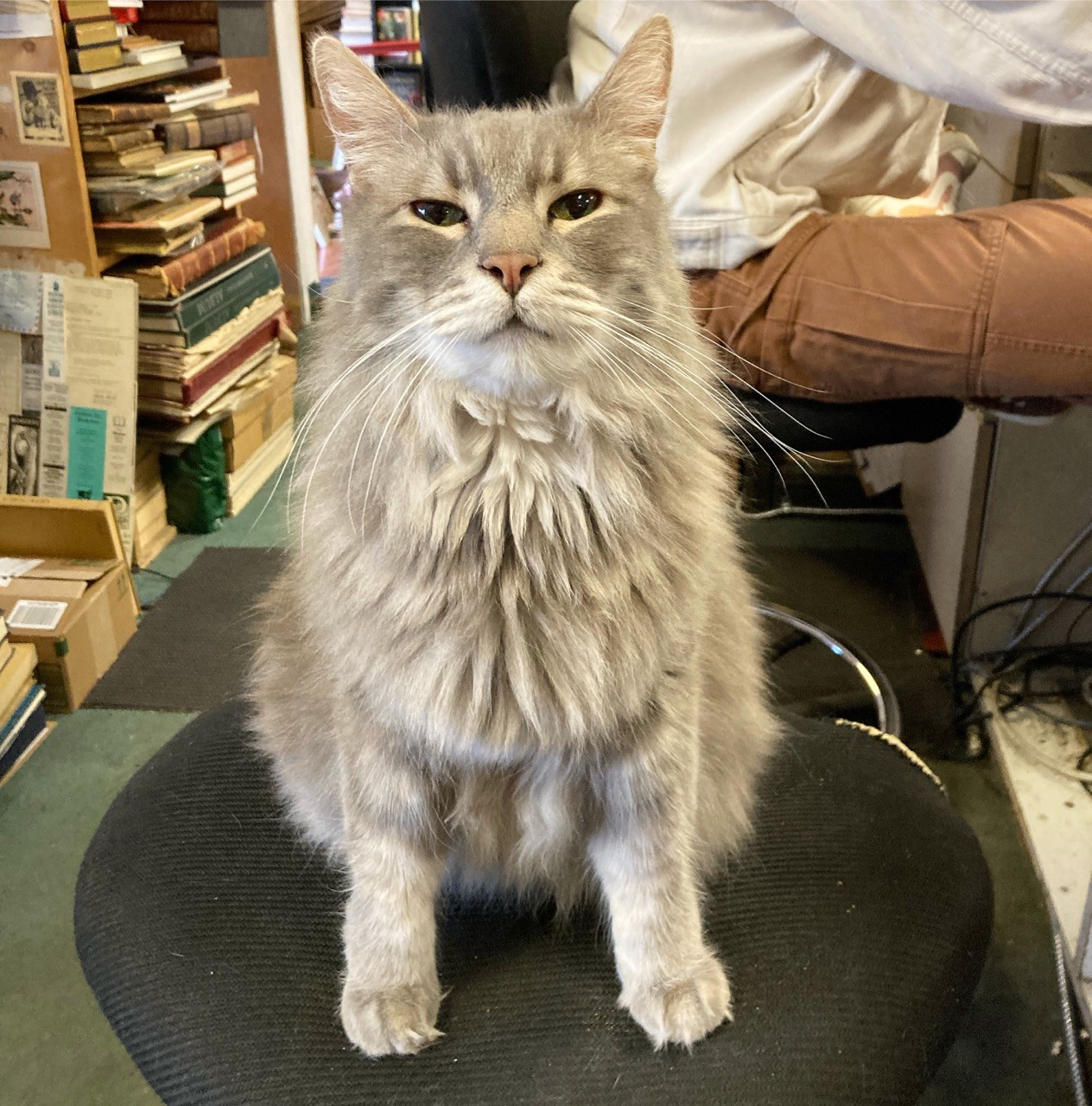 Recycle Bookstore (@RecycleBookstore@sfba.social) - SFBA.social